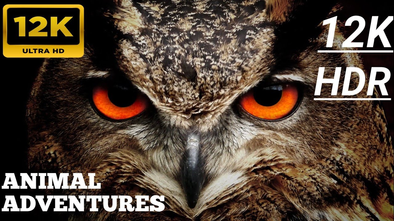 ANIMAL ADVENTURES: The Amazing Animal Kingdom 12K VIDEO ULTRA HD HDR ...
