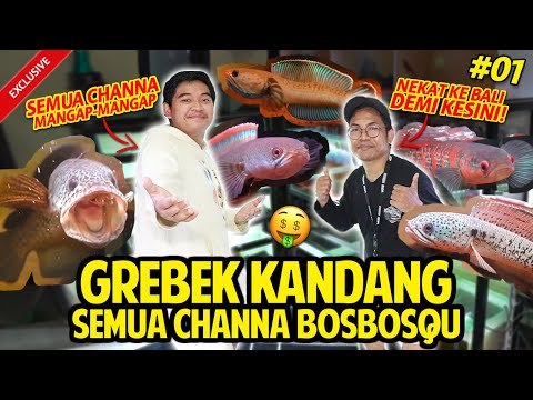 GREBEK SEMUA KOLEKSI CHANNA BOSBOSQU TERLENGKAP! MANGAP-MANGAP SEMUA! #GREBEKKANDANG #PART1