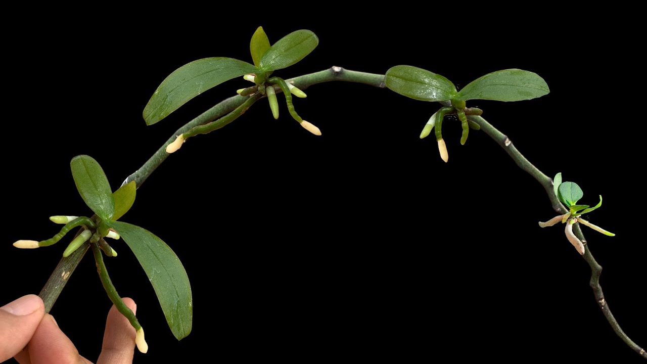 Learn in this video how to make orchid seedlings at home easily - YouTube