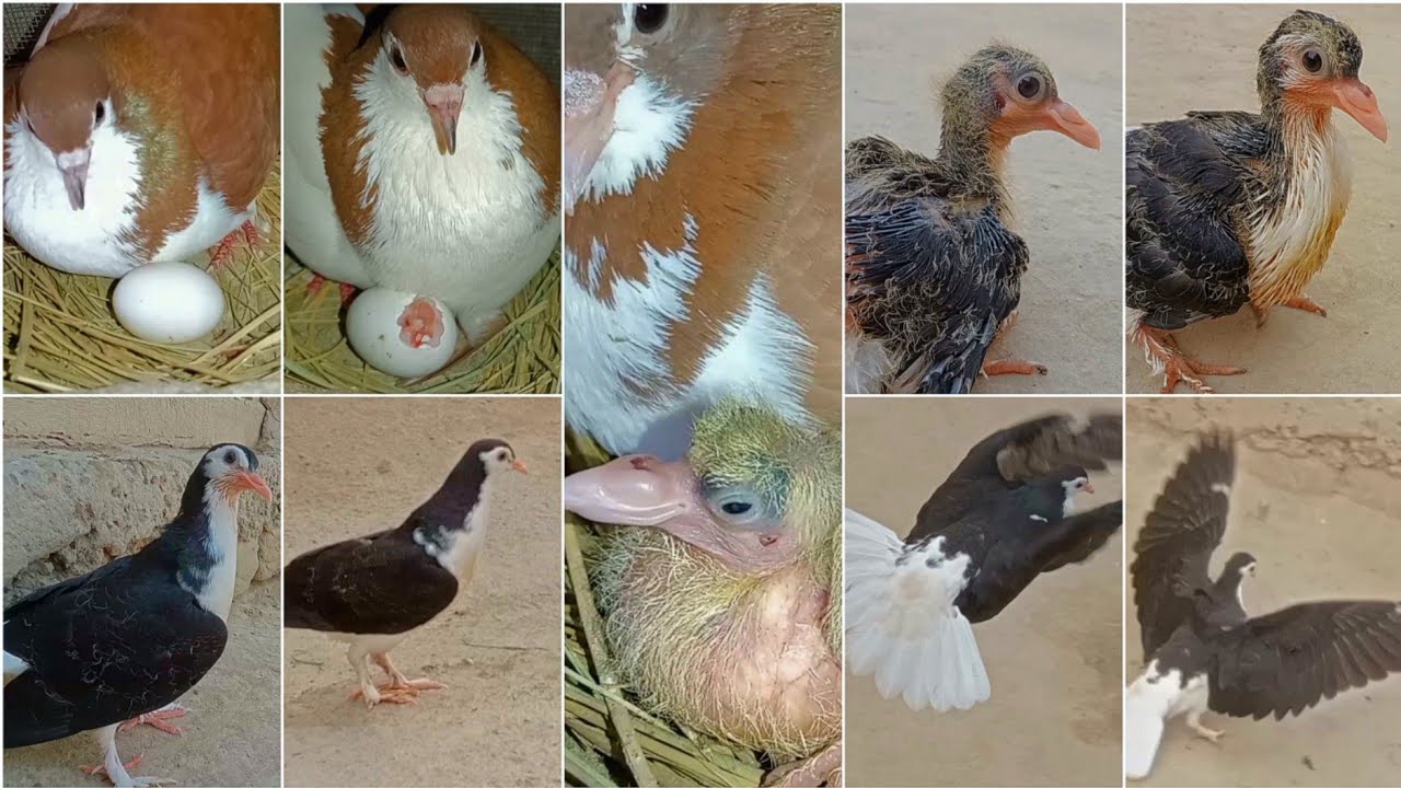 Pigeon Baby Growth From One Day To 38 Days Beautiful Pigeon Amazing ...