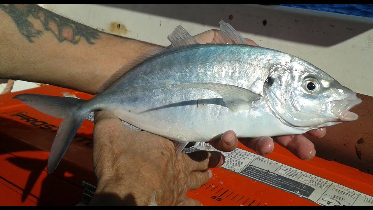 Skipjack Trevally Go Pro footage of Cheeky Little Skippy Spitting my ...