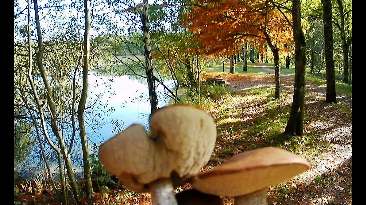 Couleur d'automne en Sologne (Jai trouvé des cêpes) - YouTube