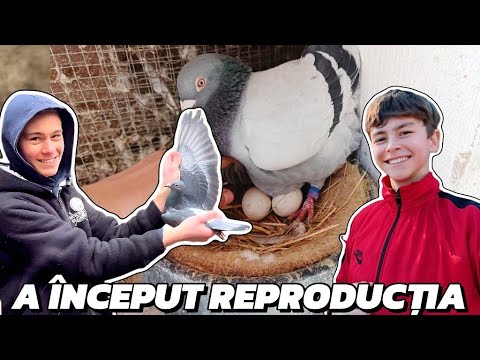 Porumbeii lui ANGELO au OUA - YouTube