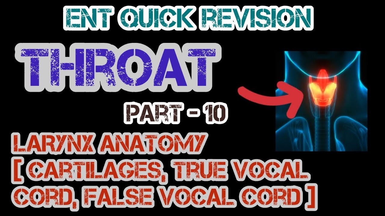 Larynx Anatomy 101 True And False Vocal Cords With Dr Deen YouTube larynx-anatomy-101-true-and-false-vocal-cords-with-dr-deen-youtube
