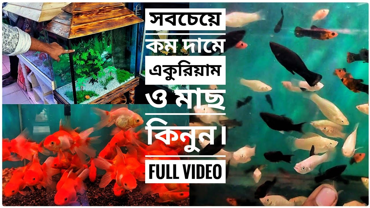 Best price aquarium and fish market in katabon।। 💯 কম দামে একুরিয়াম ও ...