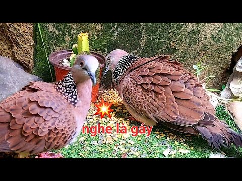 Gáy gù xù lông // chim cu gáy - YouTube