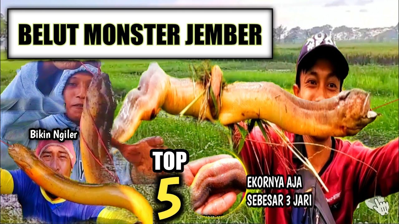 TOP 5 TERBAIK BELUT MONSTER SUPER BESAR SPOT RAWA JEMBER - YouTube