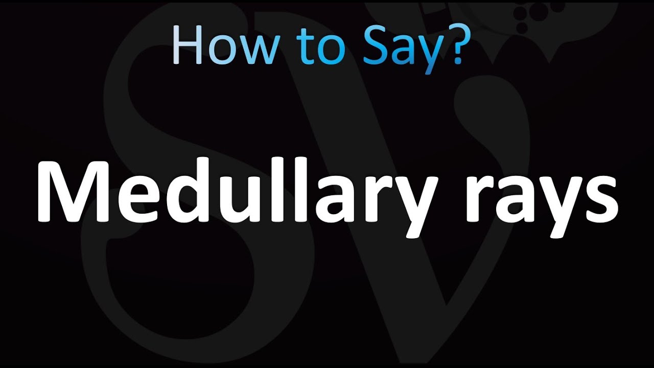 How to Pronounce Medullary rays (correctly!) - YouTube