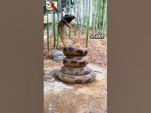 snake eat monkey #snake #cobra #anaconda #python #animal #shorts # ...