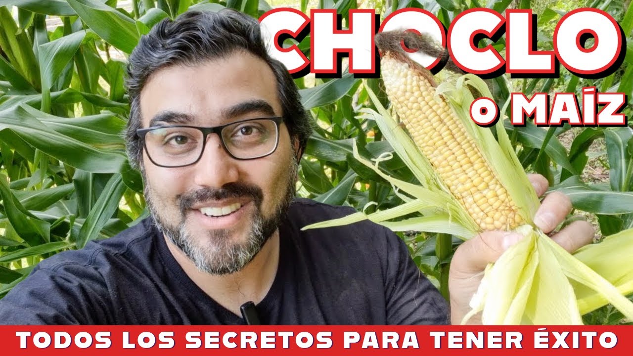 Cómo hice para tener choclos perfectos de forma orgánica. Secretos para ...