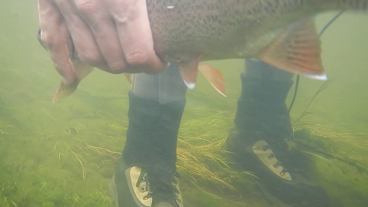 Randy Fish Release - YouTube