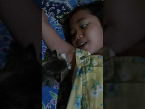 Kucing yg nyusu d ketiak