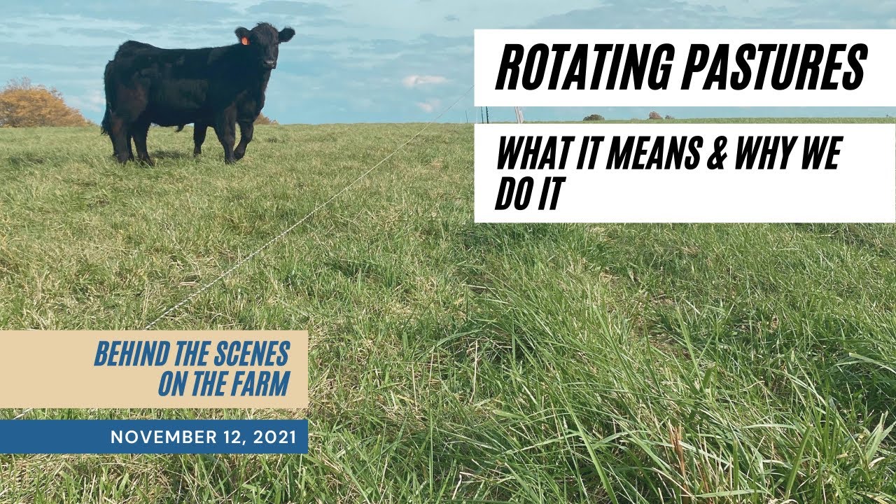 Rotating pastures: what it means & why we do it | [behind the scenes on ...