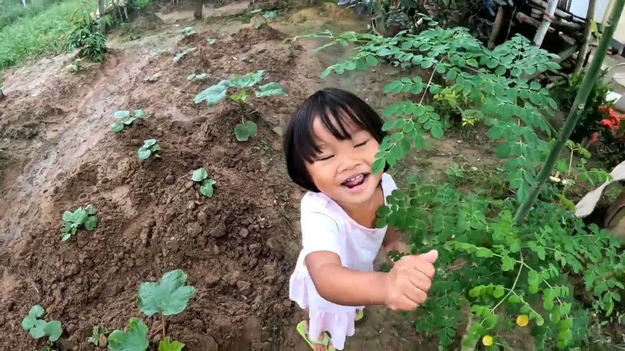 MAGANDA NA ANG TUBO SA MGA BAGONG TANIM NA OKRA - YouTube