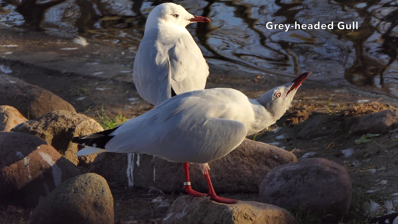 Grey-headed Gulls scream often and loudly - YouTube