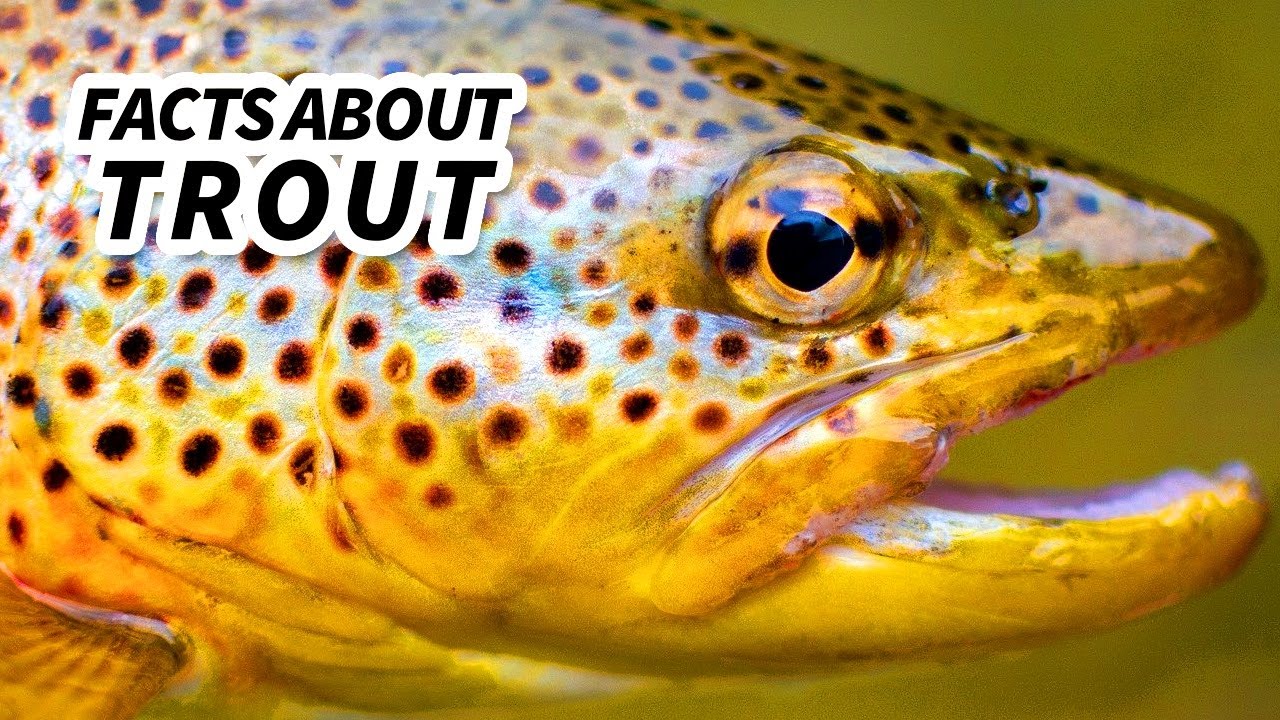 Trout Fish Images