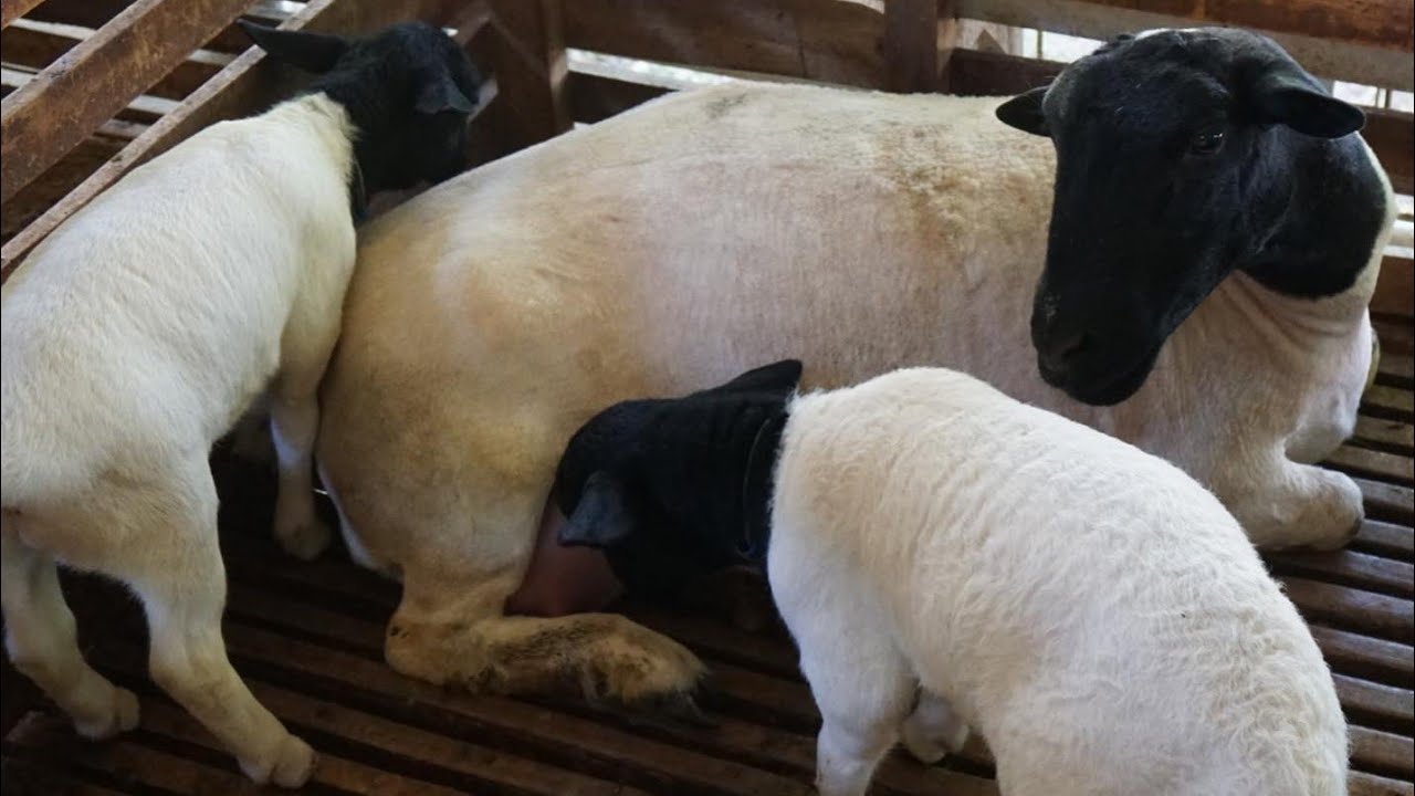 Cara Mudah Memperbanyak Domba Dorper F2 - YouTube
