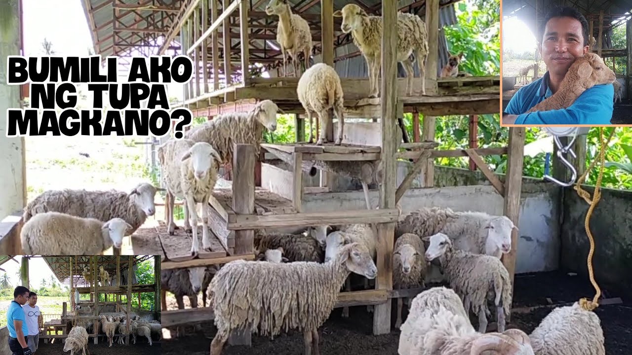 MAGKANO ANG TUPA SA MINDORO? - YouTube