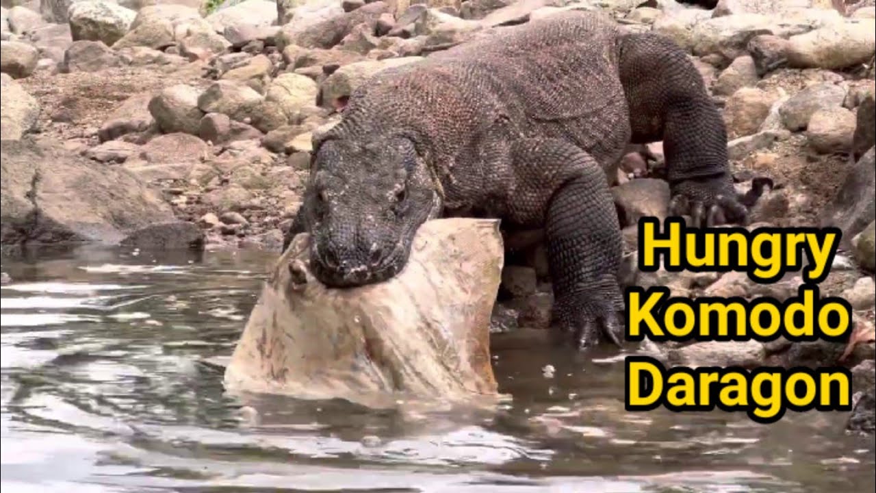 Dragon Swallows a Large Stingray | komodo dragon attack | Monitor Lizards | Wild Life Killer ...