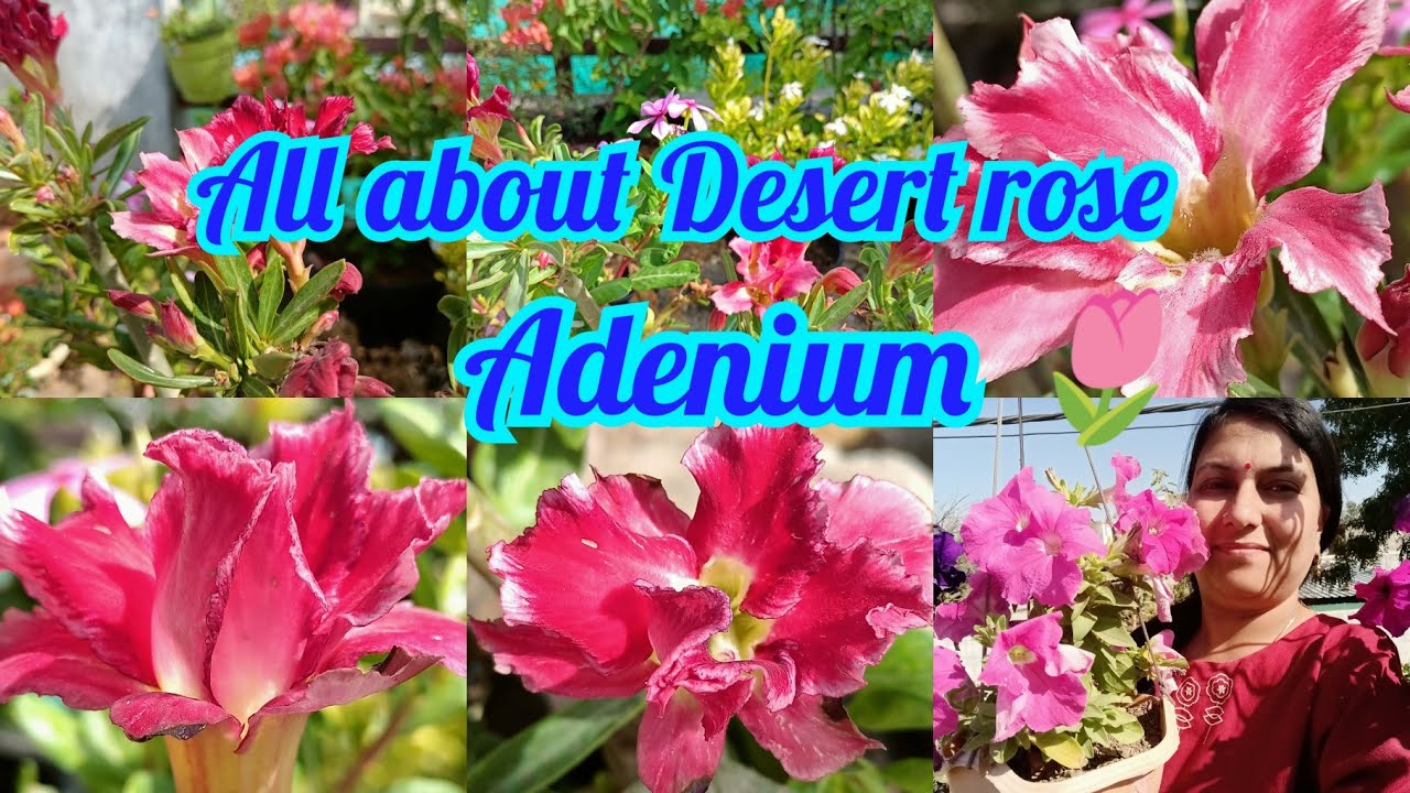 How to get more flowers 🌹 in Adenium and easy plant care tips. #adenium ...