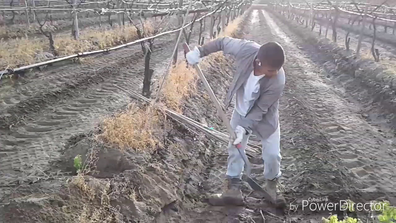 Plantando biña,plantas de uva de marqueta - YouTube