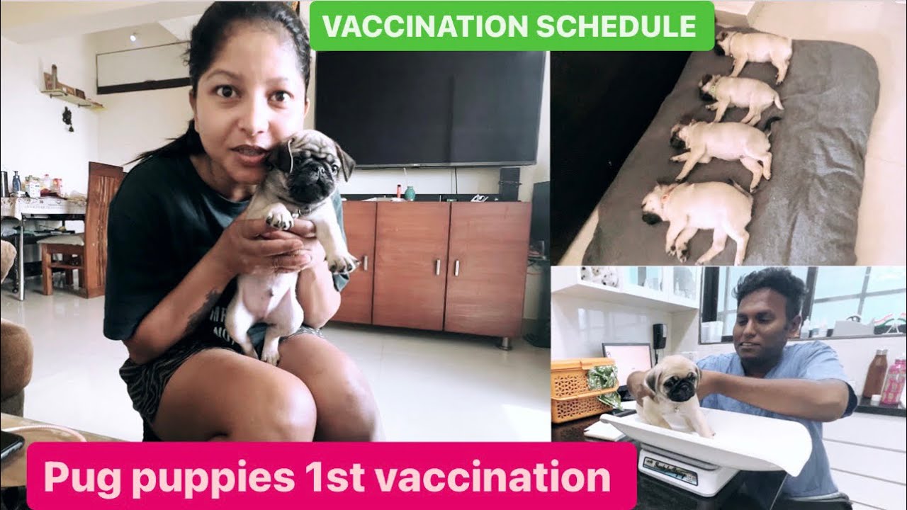 Pug puppies 1st vaccination || PUG PUPPIES || Mousumi Mallick|| Vlog ...