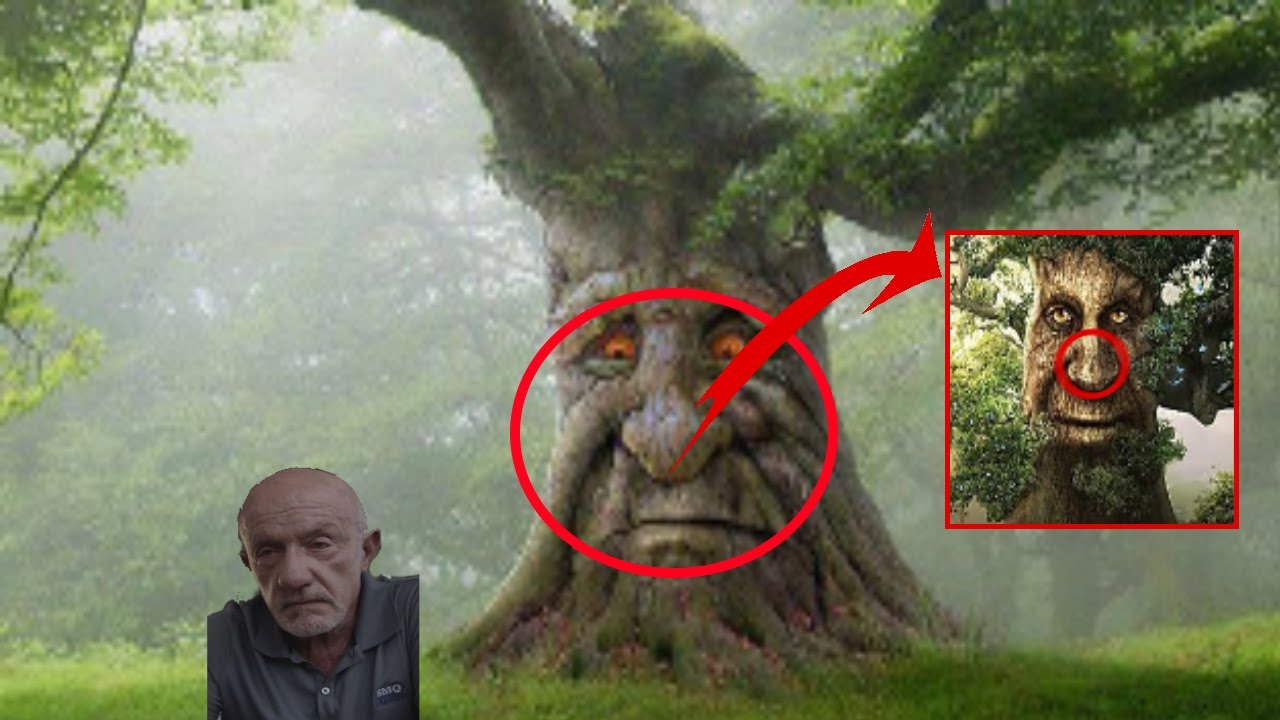 the ancient wise mystical tree - YouTube