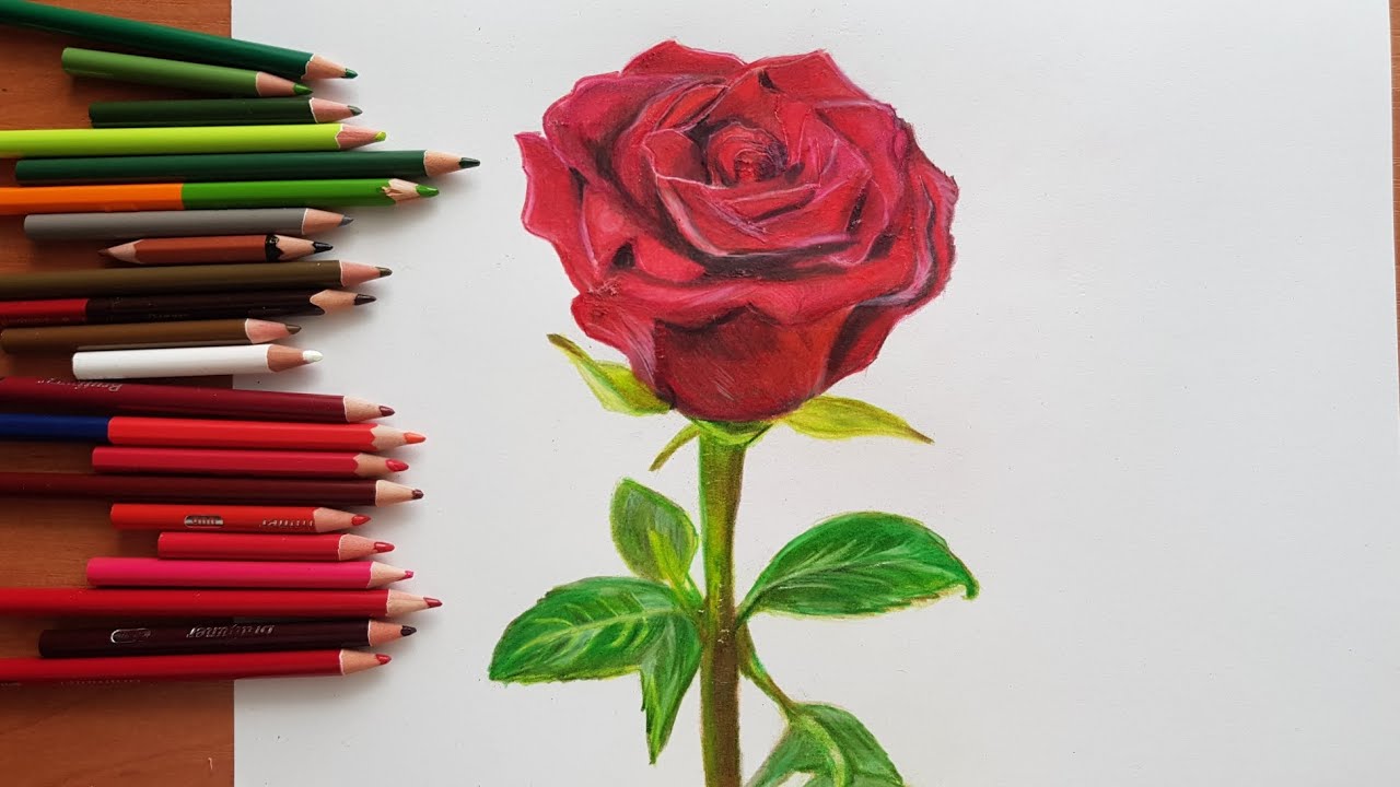 Drawing a Red Rose, Colored Pencils - YouTube