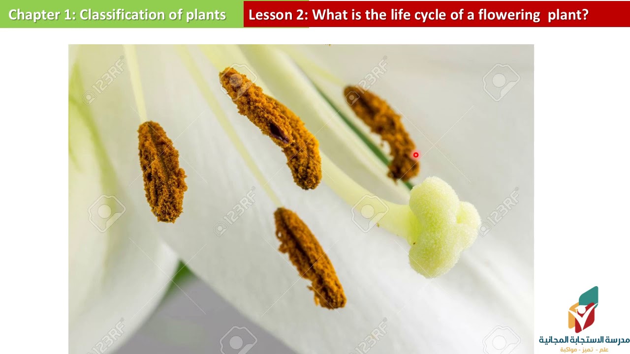 Lesson 1: Classification Of Plants - Grade 4 - YouTube