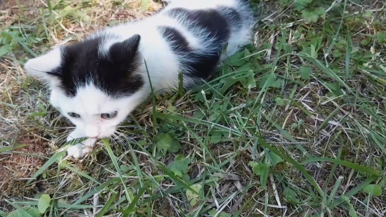 3 Month Old My Talking TOM Cat in Real Life Catch The Raccoon! Playtime ...