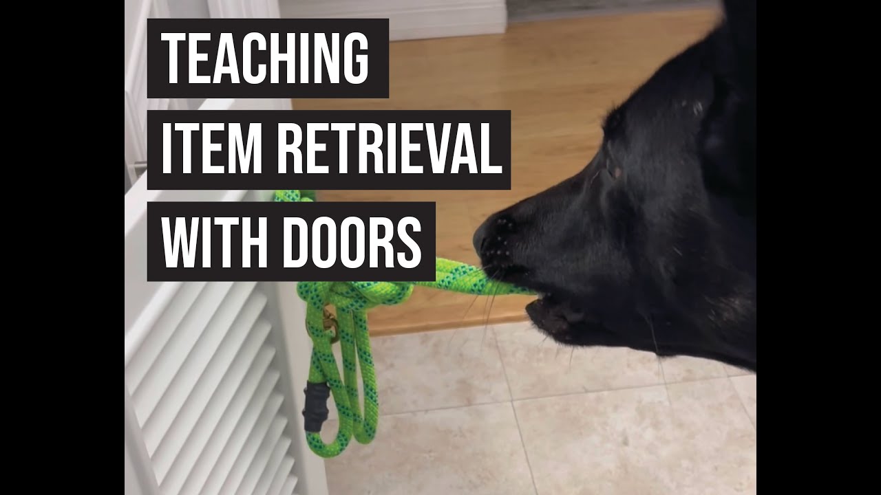 Training Progression of Teaching a Dog Item Retrieval - YouTube