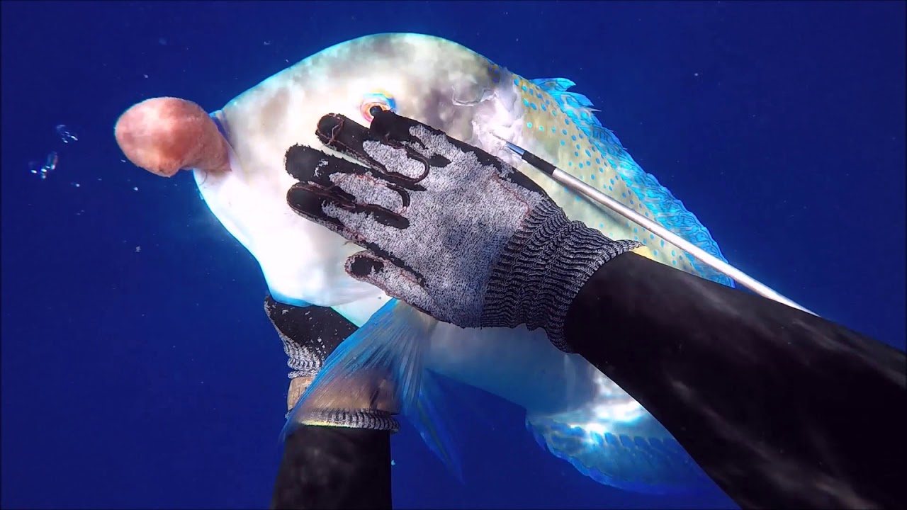 pending Australian record Venus Tuskfish - YouTube