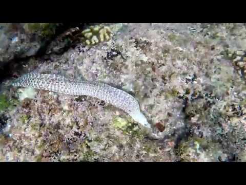 Jewel Moray Eel Short version - YouTube