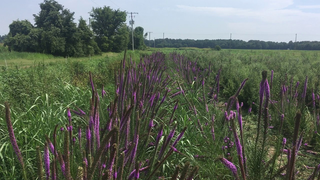 Butterflies Abound on Wildflower Production Plots - YouTube