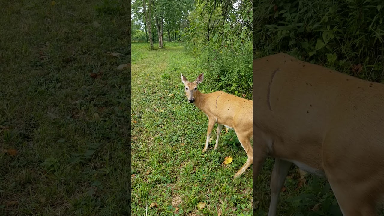 Sick deer? - YouTube