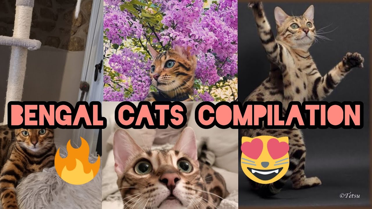 Cute Bengal Cats Compilation (part5) - YouTube