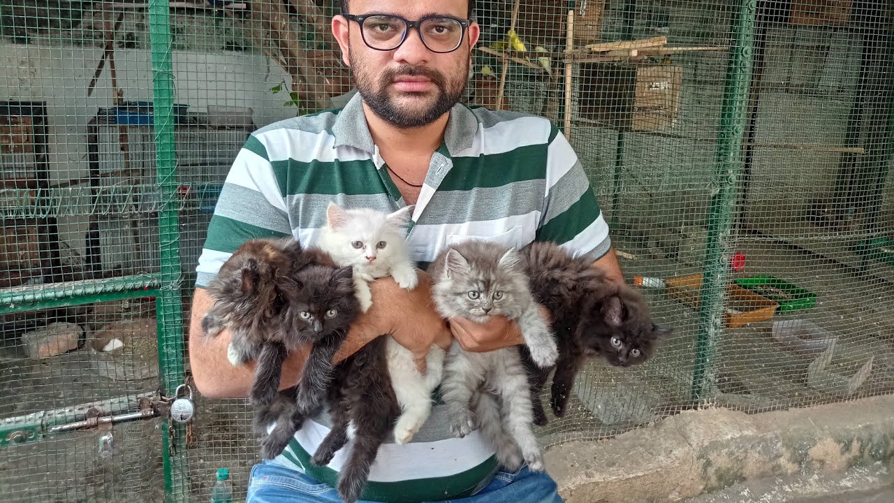 cat farm in india || ab banege cattery || persian cat - YouTube