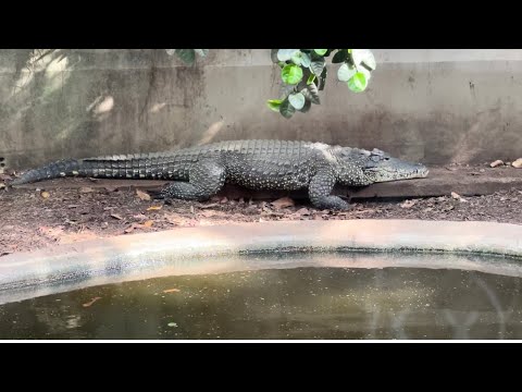 Alligator house 🐊how they live in zoo ! What they eat ! - YouTube