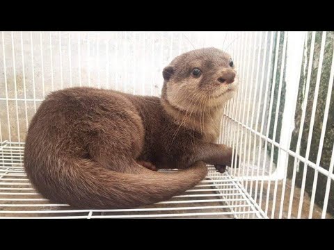 Lucu OTTER mandi dalam ember || bermain Air - YouTube