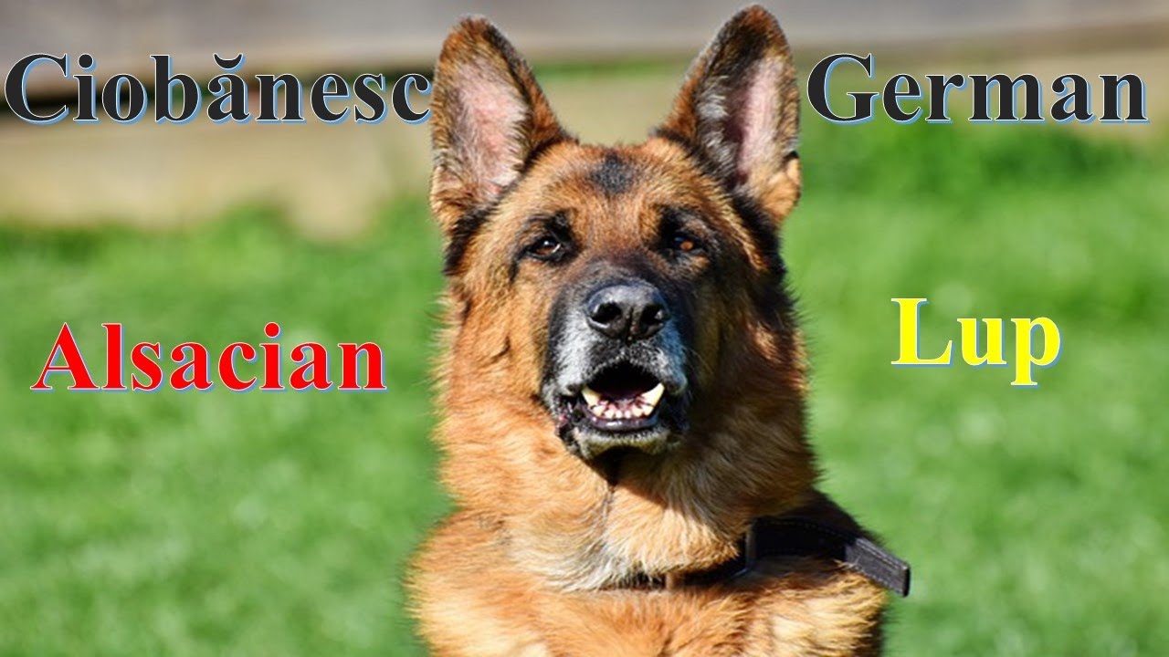 Ciobănesc german alsacian- Câinele Lup - German shepherd, Alsatian ...