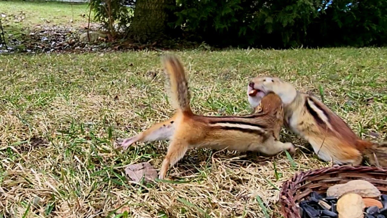 수컷 다람쥐들의 자존심을 건 영역싸움 Two Male Chipmunks Fight For Territory - YouTube