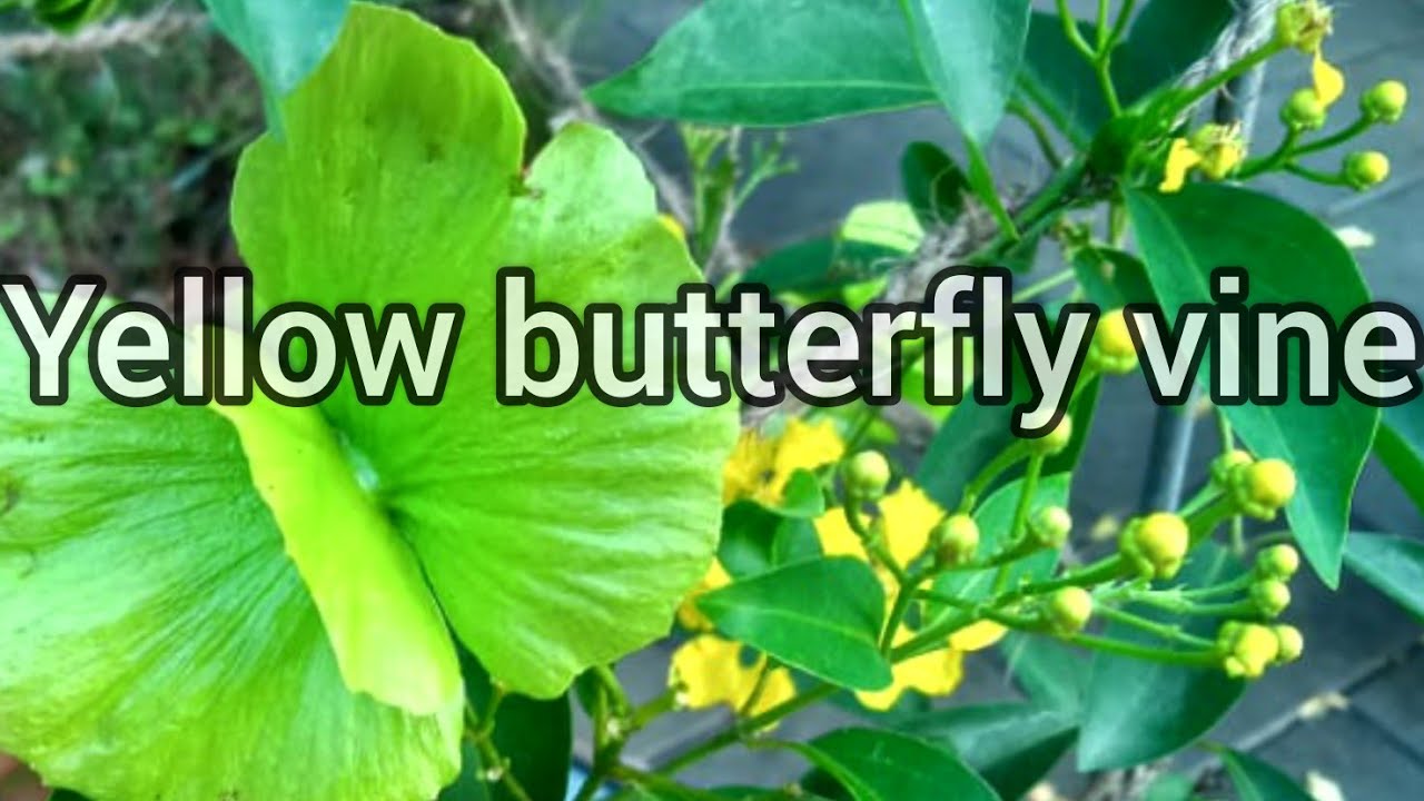 Yellow butterfly vine | Grow Flowering Vines in Pot |Must Have Plants ...
