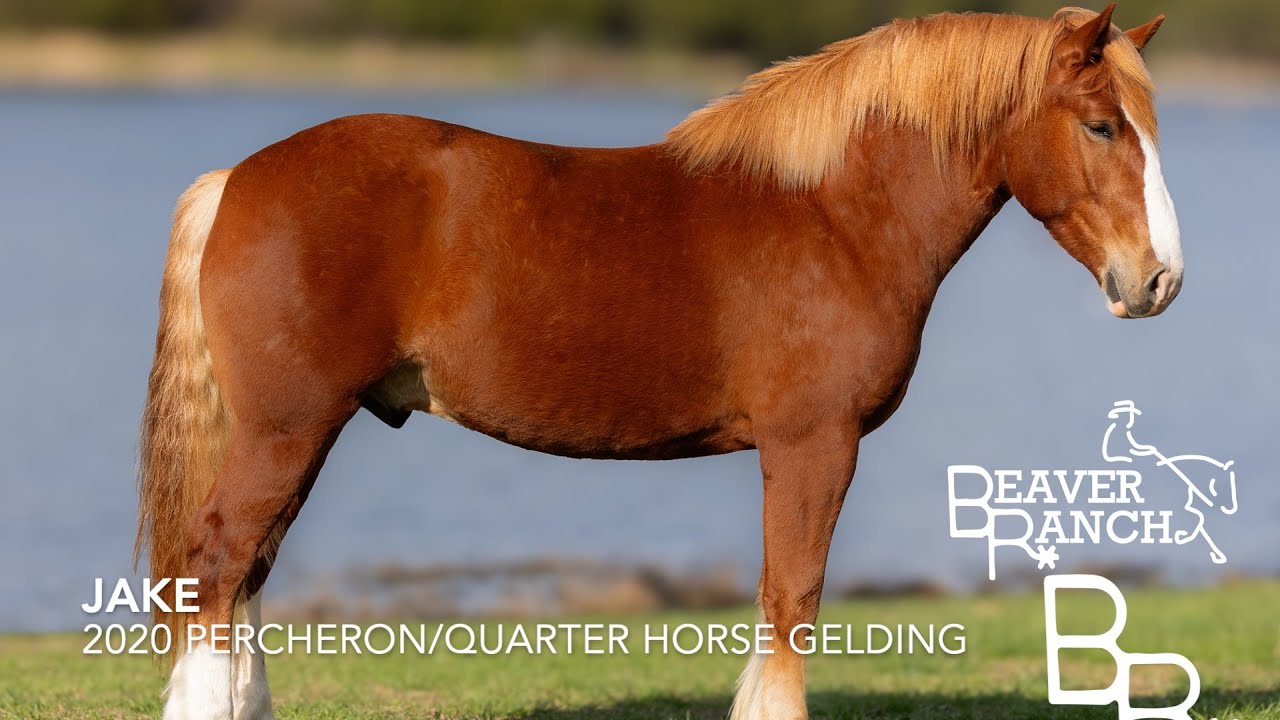 Jake-Beaver Ranch-Draft Cross-Trail Riding-Fox Hunter-Jumping-All ...