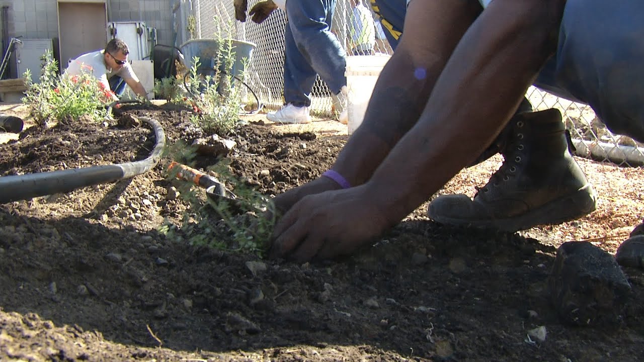 CSP SOLANO INSIGHT GARDEN - YouTube