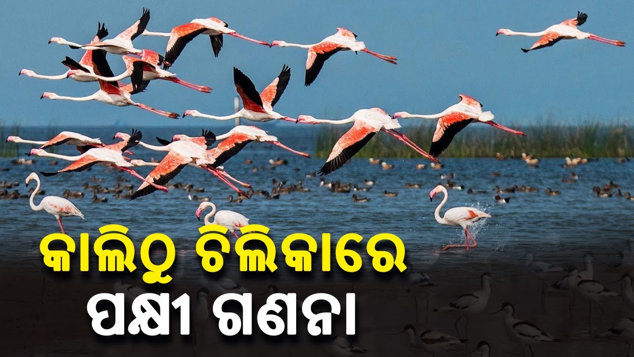 Annual Bird Census To Begin From Tomorrow In Chilika Lake || Kalinga TV ...