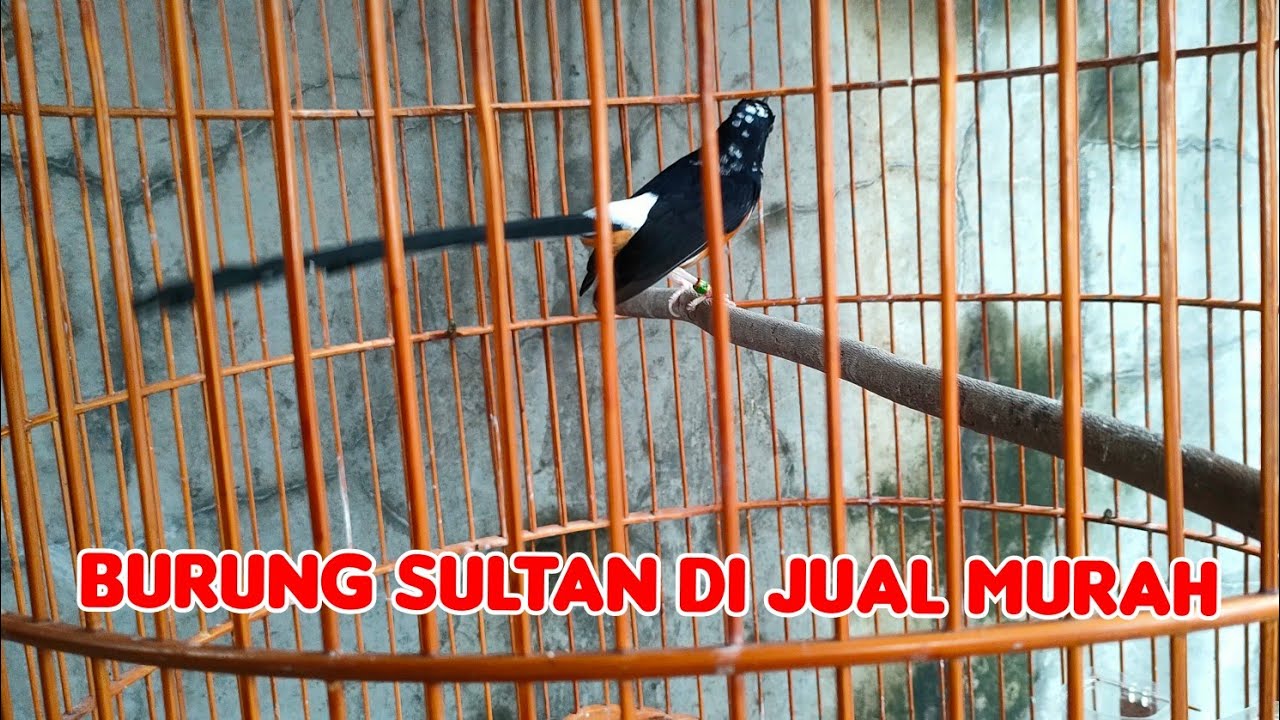 BURUNG SULTAN DI JUAL MURAH // READY: POKSAY KUDA SRDC - YouTube