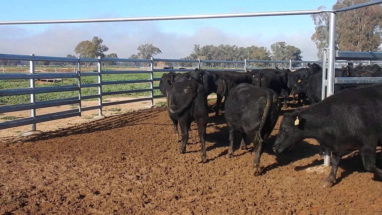 UPC 113 3D A Cows Koonoomoo 28th May - YouTube