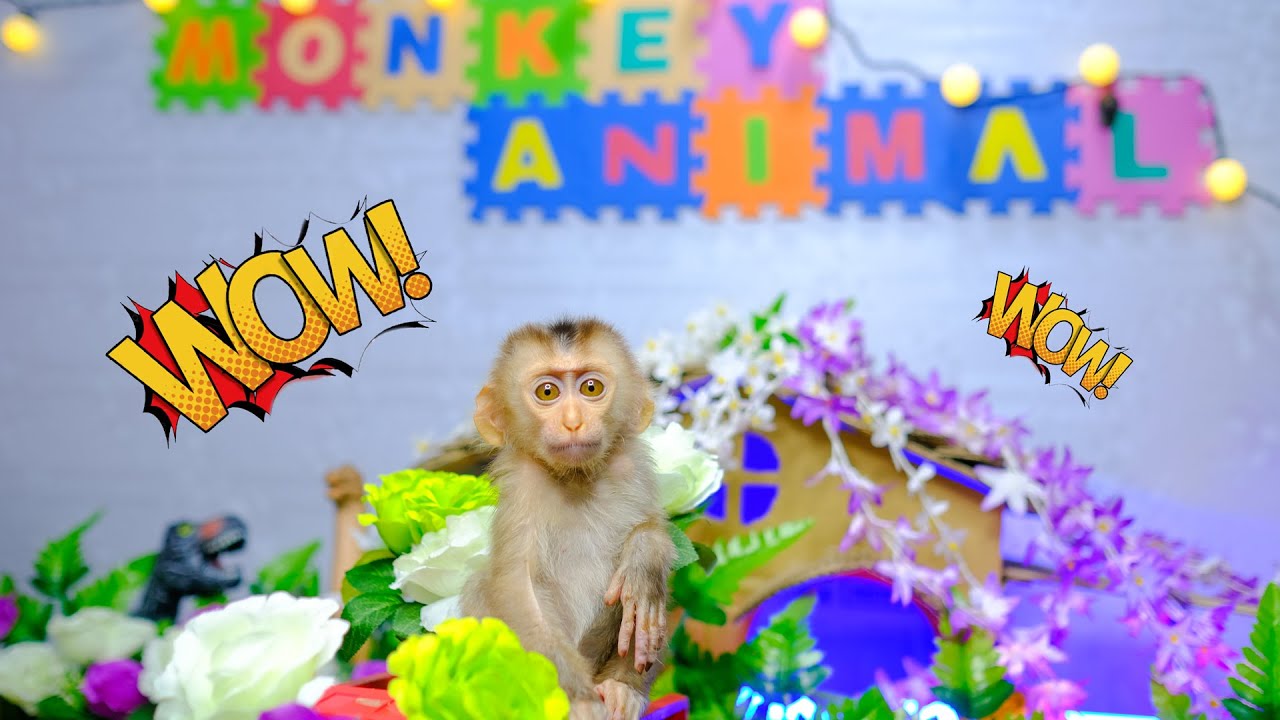 Bon Monkey uses magic to make the city beautiful - YouTube