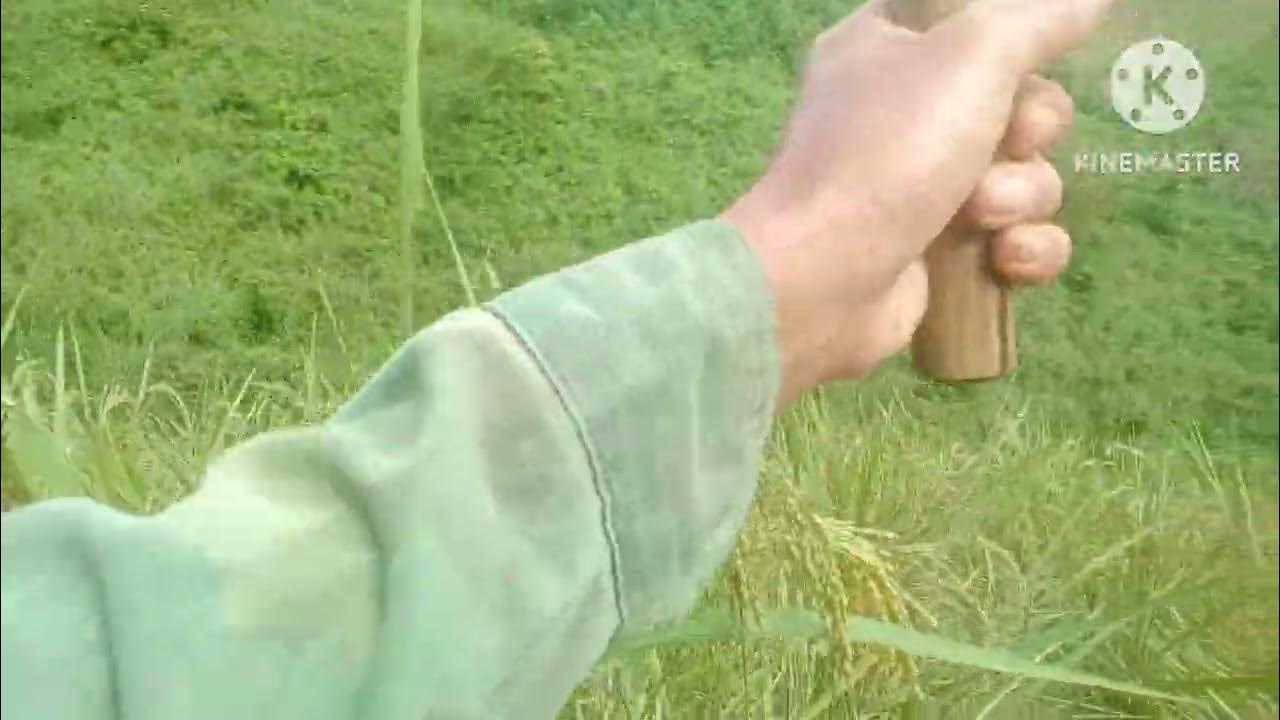 mus saib nplej yuav zoo hlais lawm - YouTube