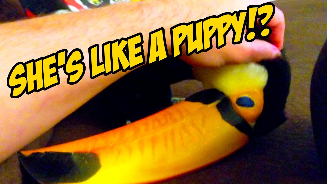 How to Tell When a Toucan Wants To Be Pet! (LIKE A PUPPY?!) - YouTube